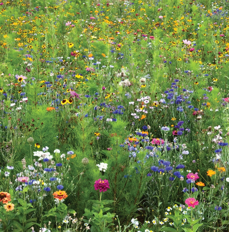 Eastern Canadian Wildflower Mix with Sheep's Fescue