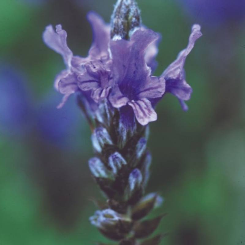 Lavender Multifida Blue Wonder