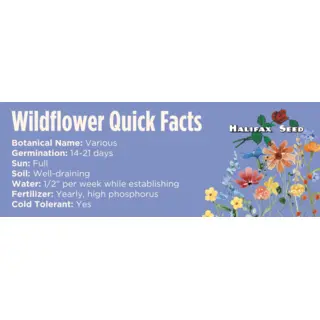 Halifax Seed Company - Planting Wildflowers