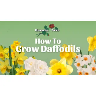 Halifax Seed Company - How to Grow Daffodils