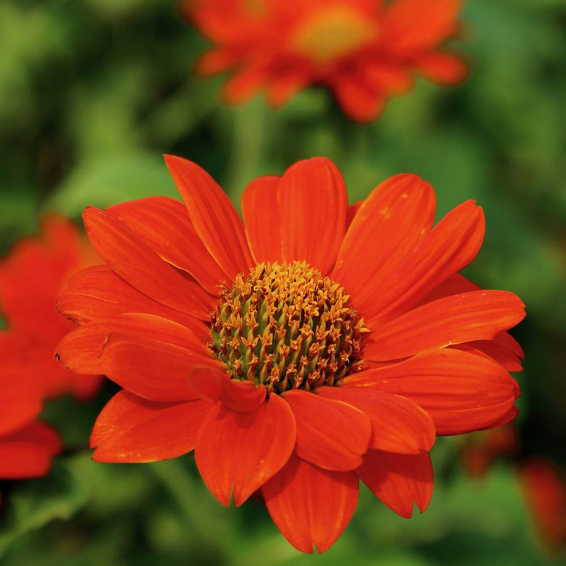Tithonia Red Torch