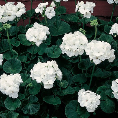 Geraniums White