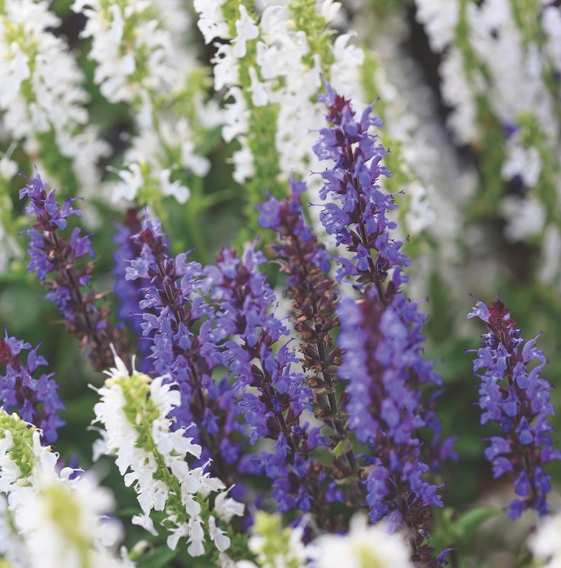 Salvia Victoria Blue