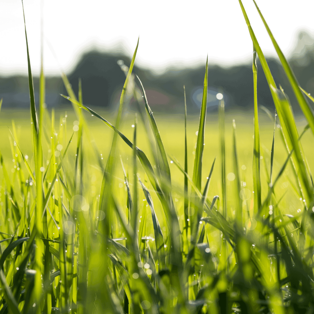 Halifax Seed Company - Home
