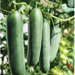 Halifax Seed - Cucumber - Salad Bush (Bulk Seed)