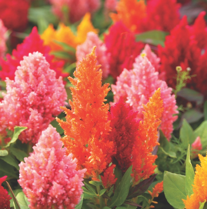 Celosia Glorious Mix