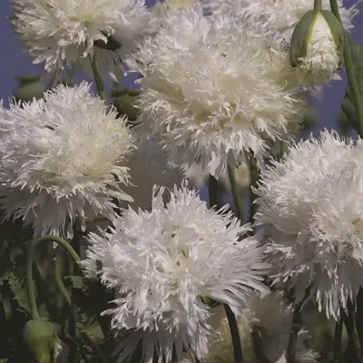 Halifax Seed Company - Poppy - White Swan (Seed)