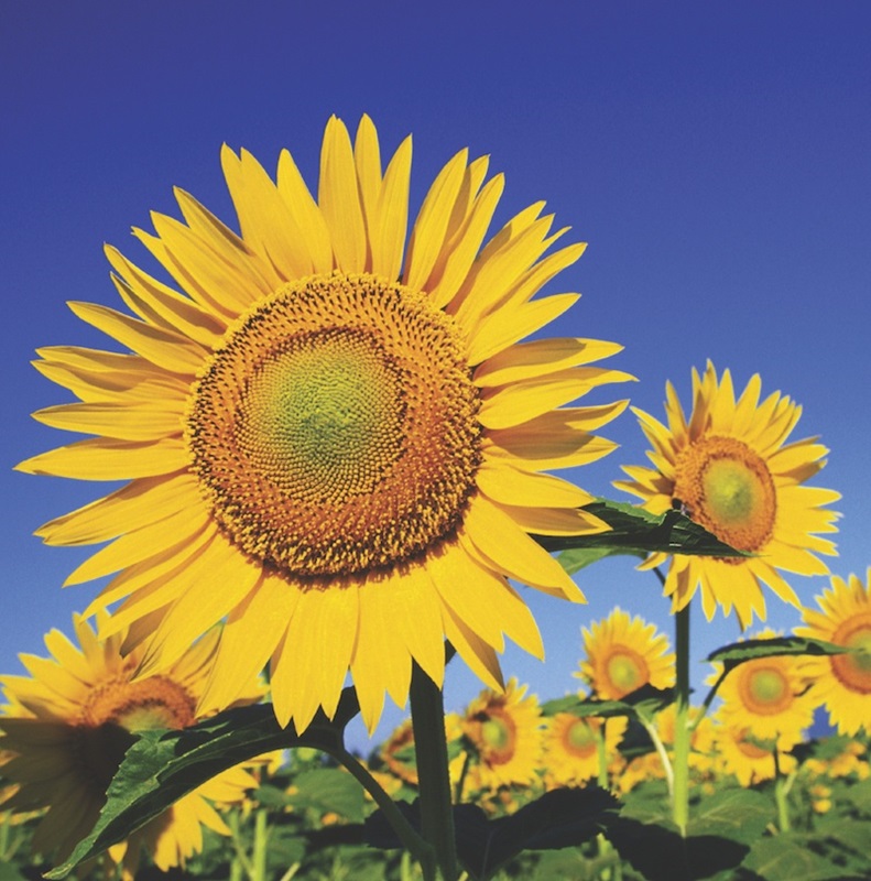 Sunflowers Giant Mammoth Russian