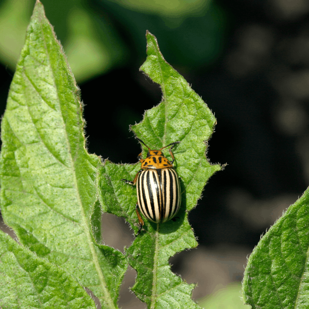 Halifax Seed Company - Home