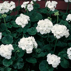 Geraniums White