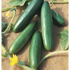 Halifax Seed - Cucumbers