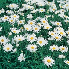 Shasta Daisy Alaska